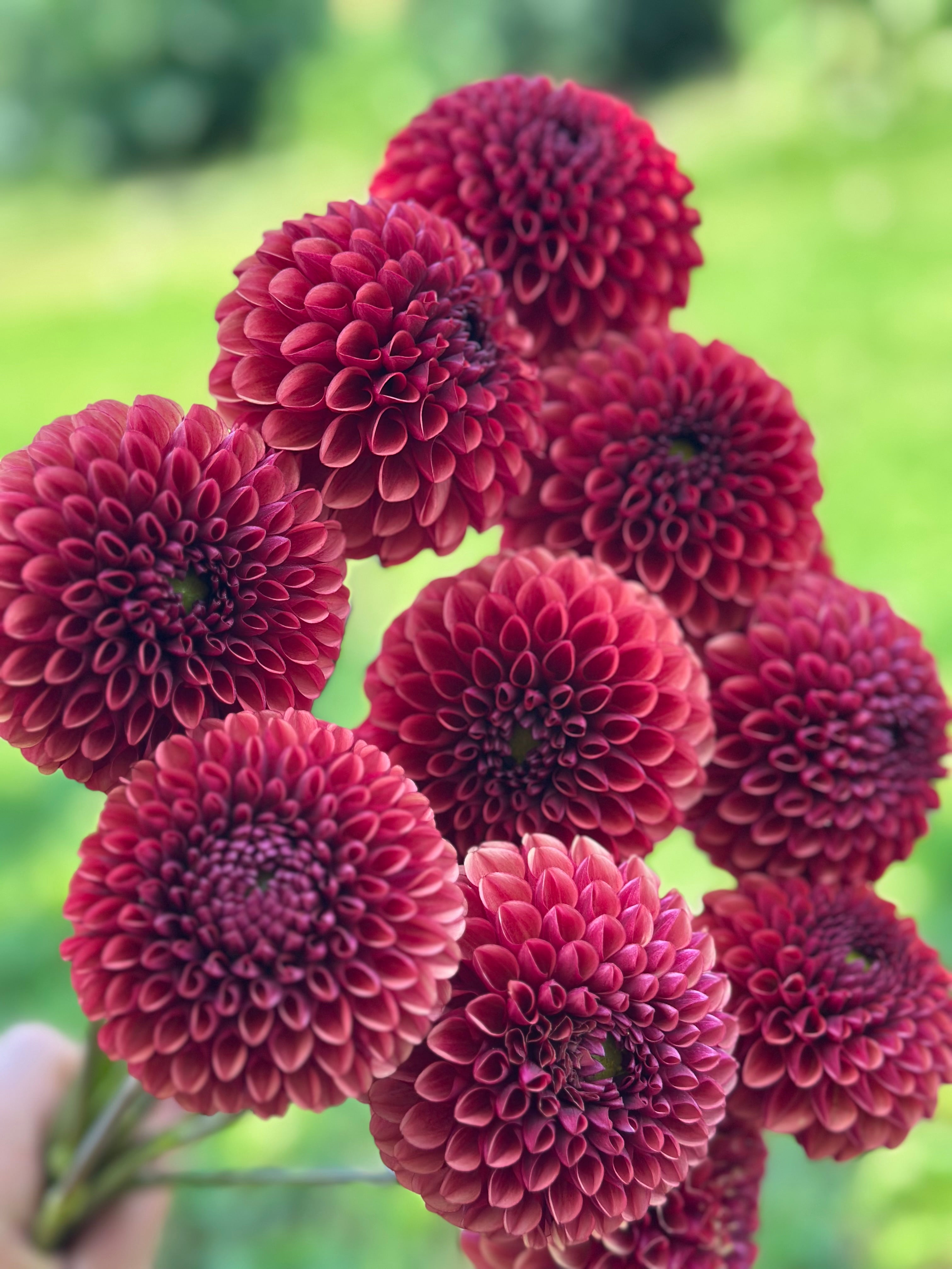 Copper Boy Dahlia Tuber – Longwoods Flower Farm