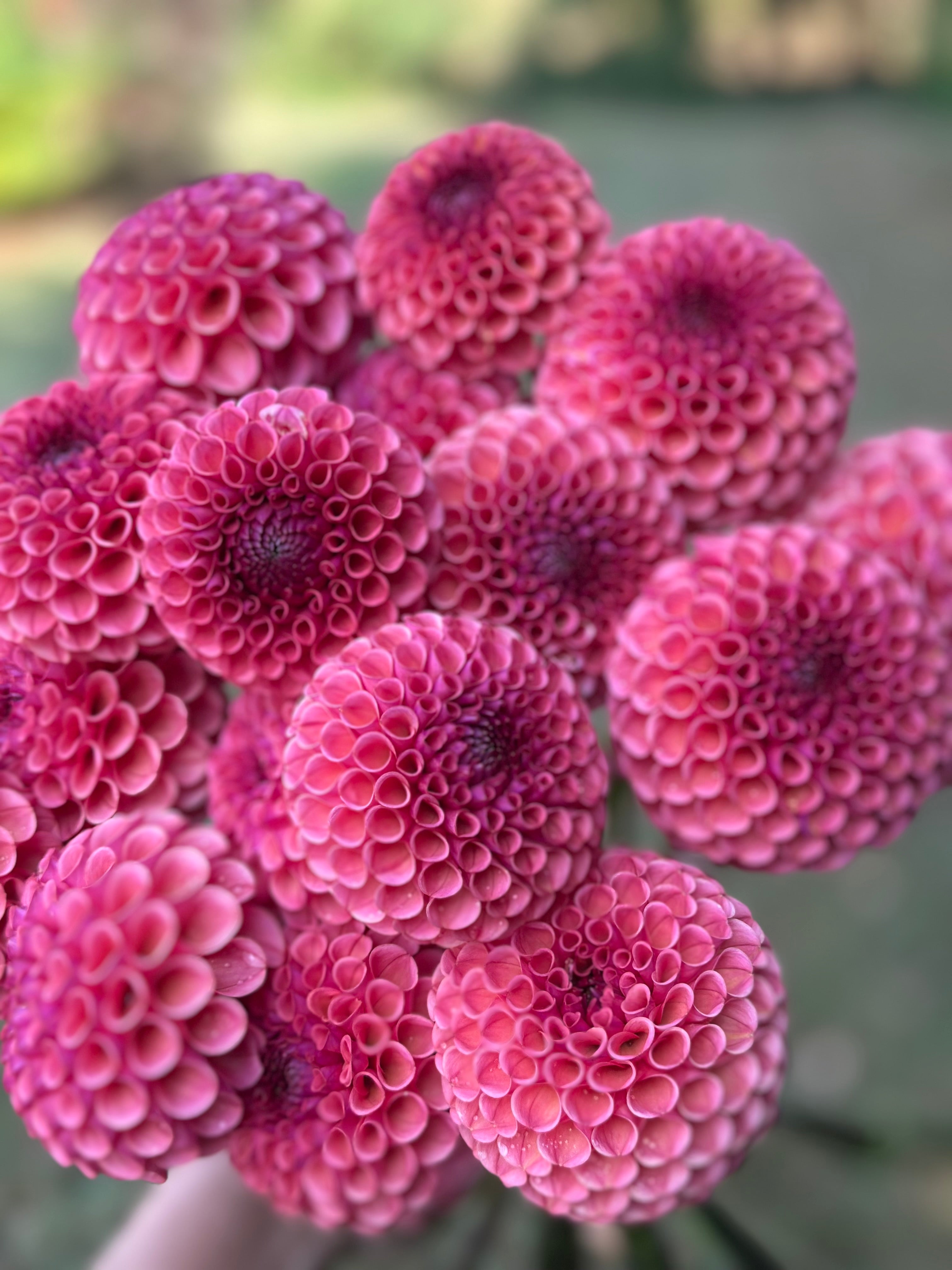 Ferncliff Rusty Dahlia Tuber – Longwoods Flower Farm