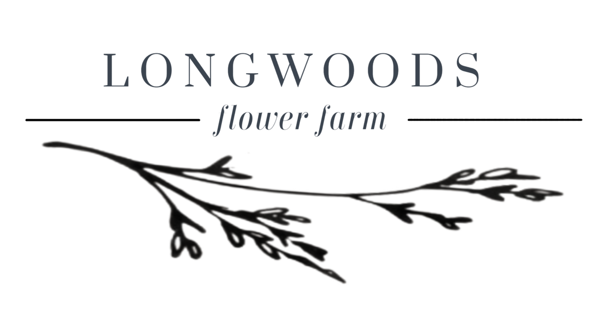 Mum Cuttings Longwoods Flower Farm